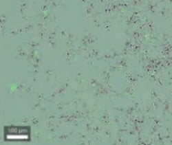 生細胞イメージングシステム CELL CYTE X | セルバイオロジー | バイオサイエンス | 【AXEL】アズワン