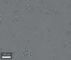 生細胞イメージングシステム CELL CYTE X | セルバイオロジー | バイオサイエンス | 【AXEL】アズワン