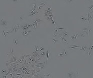 生細胞イメージングシステム CELLCYTE X アプリケーション | セルバイオロジー | バイオサイエンス | 【AXEL】アズワン