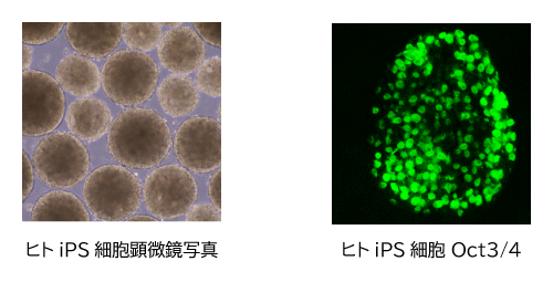 3次元回転浮遊培養装置 CellPet | セルバイオロジー | バイオサイエンス | 【AXEL】アズワン