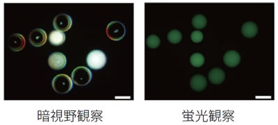 On-Chip Sort アプリケーション | セルバイオロジー | バイオサイエンス | 【AXEL】アズワン