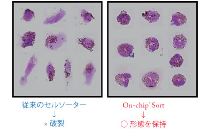 On-Chip Sort アプリケーション | セルバイオロジー | バイオサイエンス | 【AXEL】アズワン