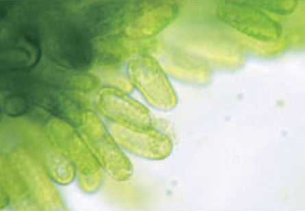 On-Chip Sort | セルバイオロジー | バイオサイエンス | 【AXEL】アズワン