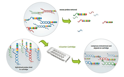 nCounter Analysis System | ゲノミクス | バイオサイエンス | 【AXEL】アズワン