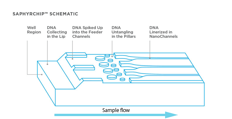 Bionano genome mapping システム Saphyr | ゲノミクス | バイオサイエンス | 【AXEL】アズワン