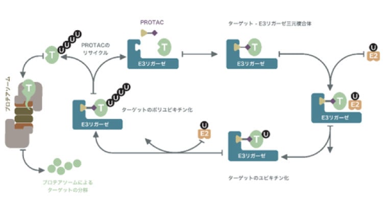 LifeSensors社と同社のユビキチン―プロテアソーム系研究関連製品 | 研究試薬はアズワン！ | 【AXEL】アズワン