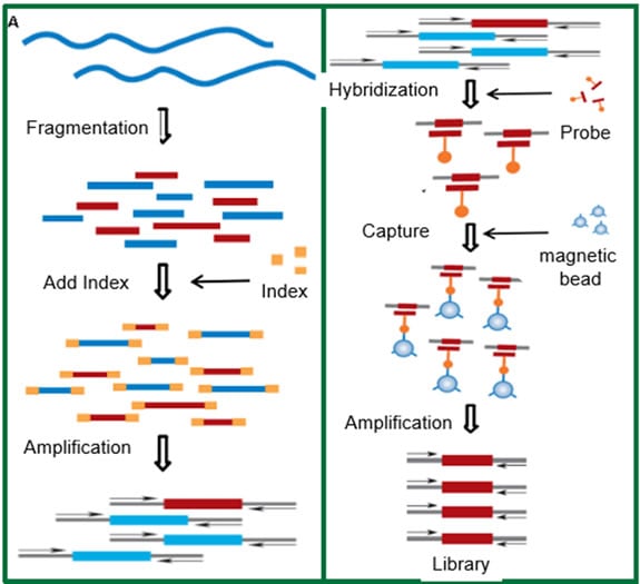 AmoyDx社と同社の技術・製品 | 研究試薬はアズワン！ | 【AXEL】アズワン