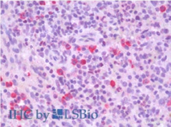 Elabscience社免疫組織染色（IHC）評価/検証済み抗体 | 研究試薬はアズワン！ | 【AXEL】アズワン