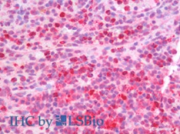 Elabscience社免疫組織染色（IHC）評価/検証済み抗体 | 研究試薬はアズワン！ | 【AXEL】アズワン