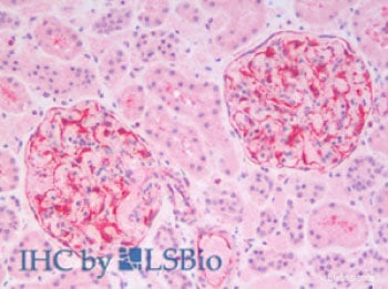 Elabscience社免疫組織染色（IHC）評価/検証済み抗体 | 研究試薬はアズワン！ | 【AXEL】アズワン