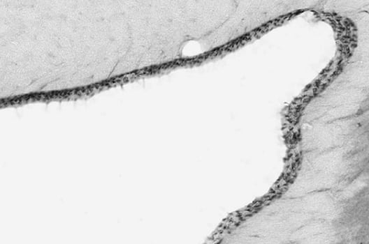 NeuroMab神経細胞向け免疫組織染色（IHC）評価/検証済み抗体 | 研究試薬はアズワン！ | 【AXEL】アズワン